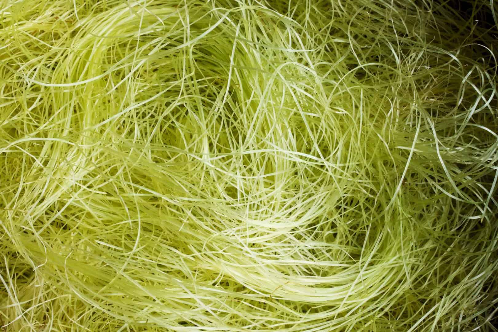 How to use Corn Silk as an Herbal Medicine - The School of Evolutionary ...