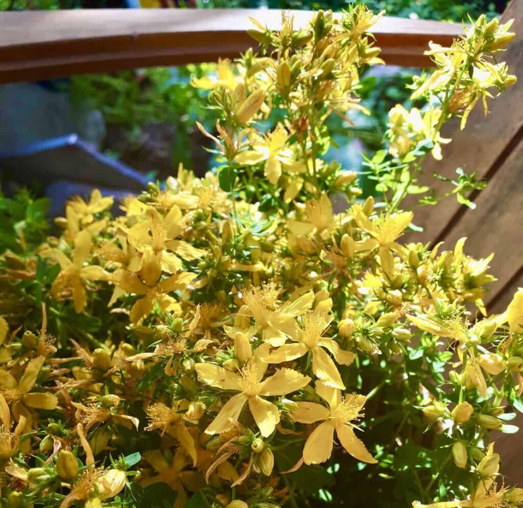 Lady's Mantle: The Little Alchemist - The School of Evolutionary Herbalism