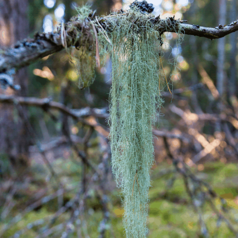 My Top 5 Herbs for Sinusitis - The School of Evolutionary Herbalism