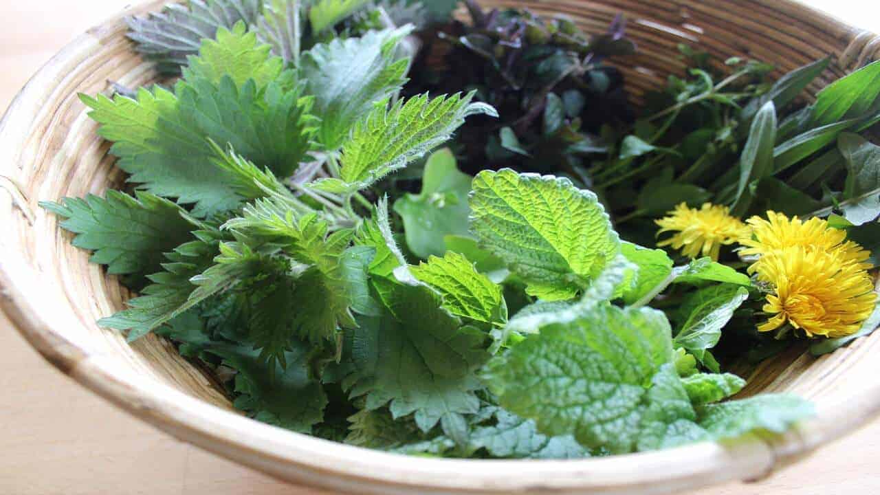 Cultural Differences in Medicine Making - The School of Evolutionary ...