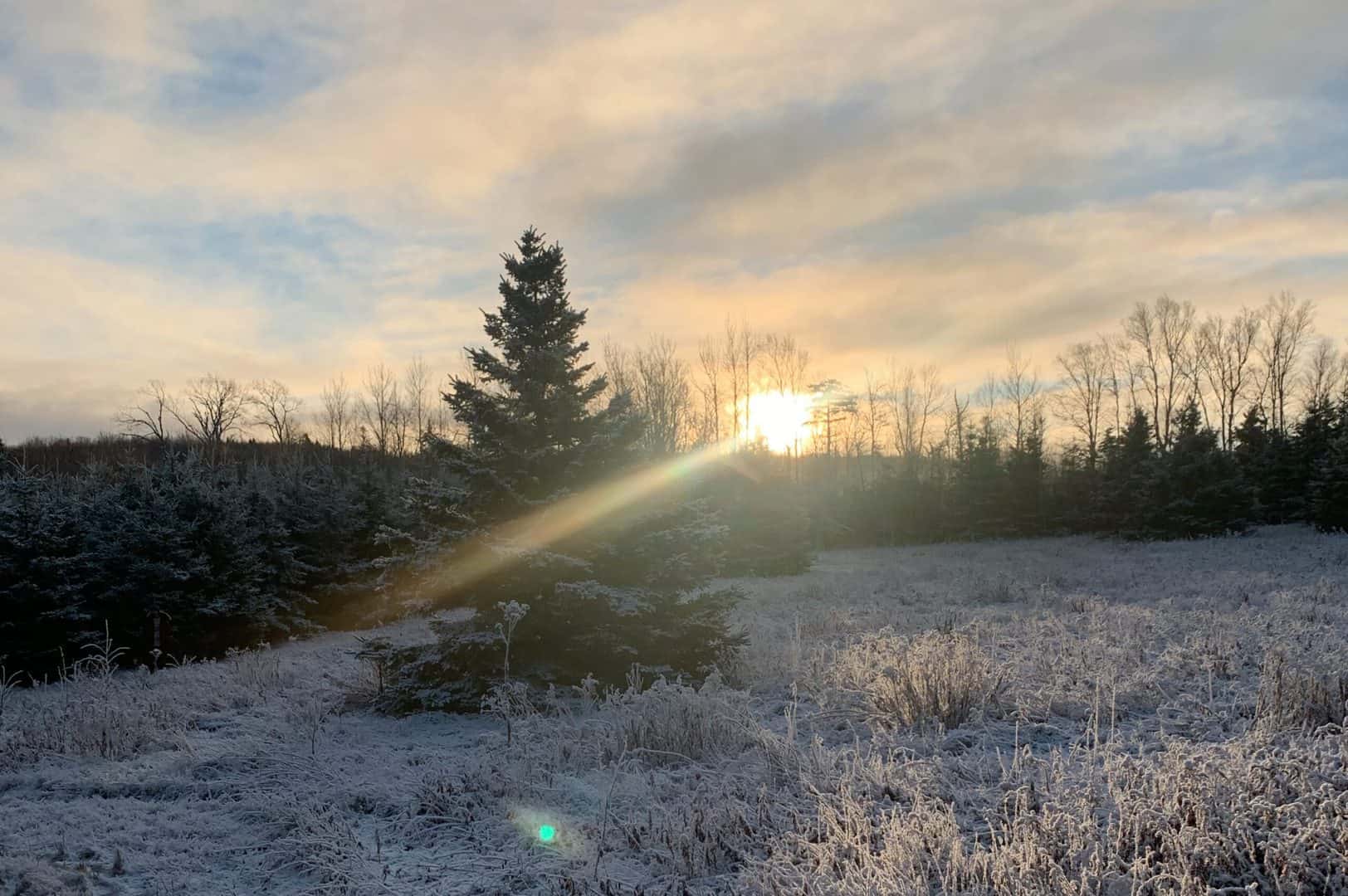 Lady's Mantle: The Little Alchemist - The School of Evolutionary Herbalism