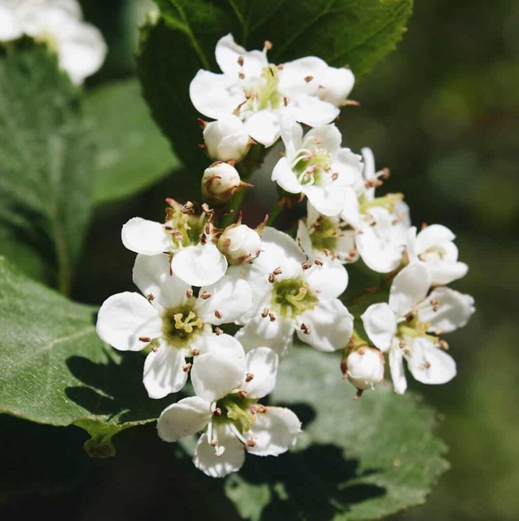 Do You Need to Know Phytochemistry to Be a Great Herbalist? - The ...