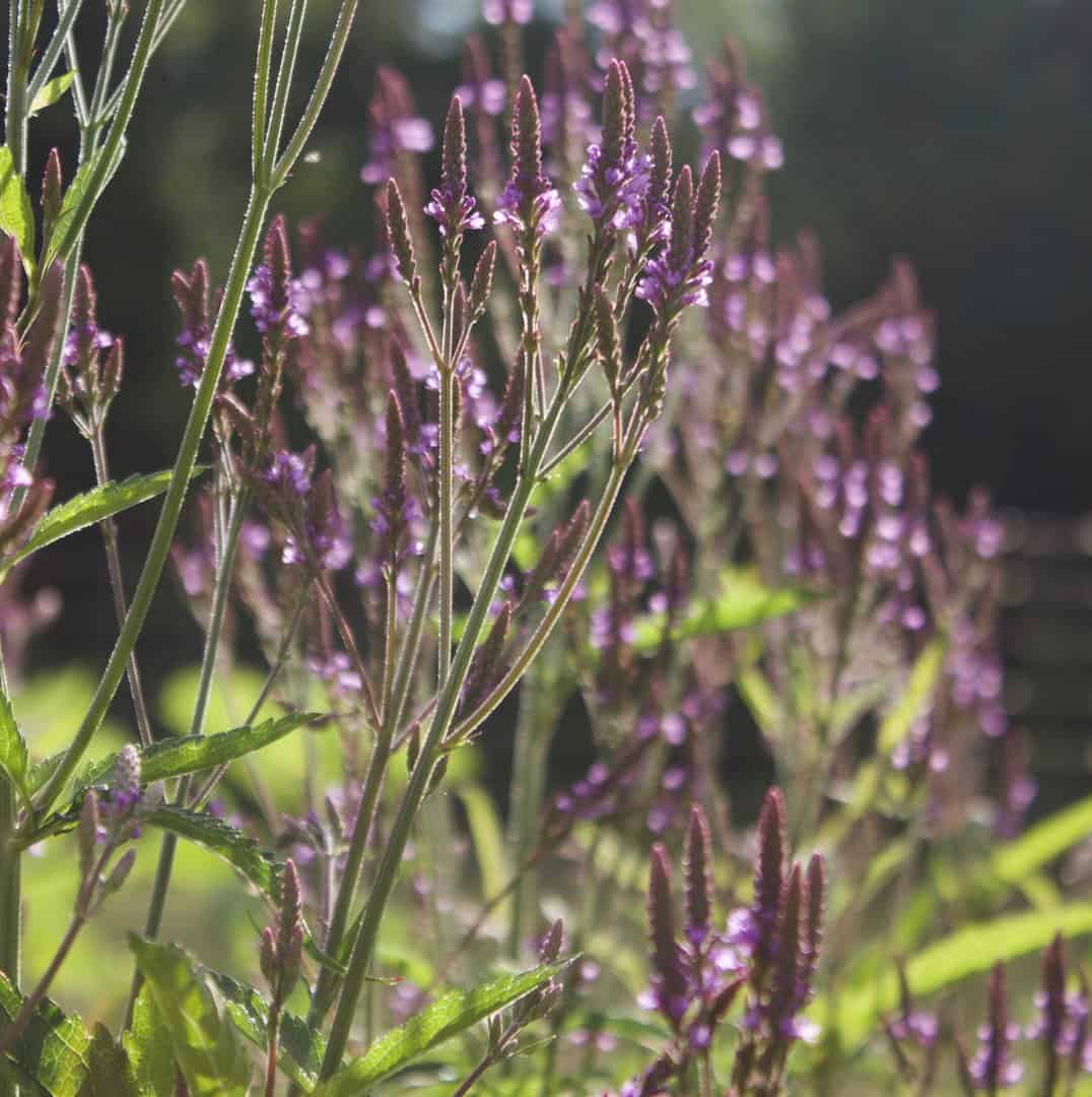 Blue Vervain: The Burned-Out and Overworked Remedy - The School of ...