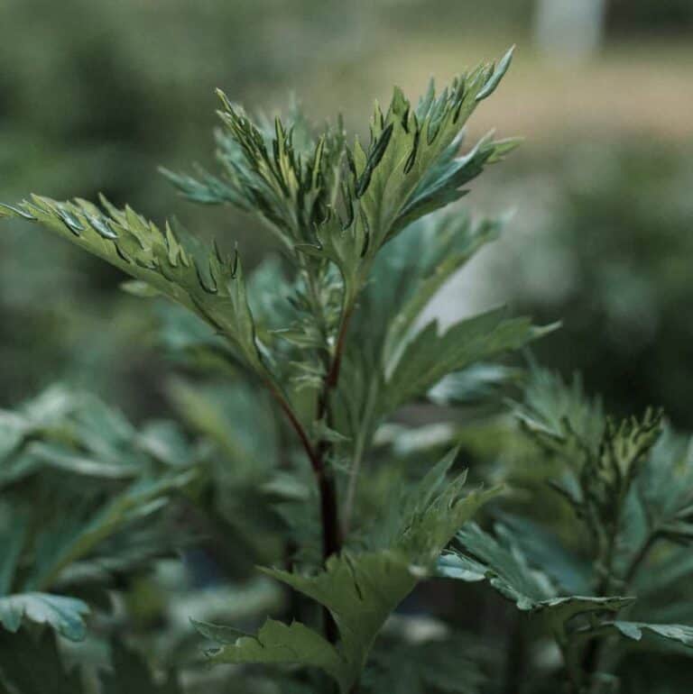 Mugwort: The Herb of Dreams - The School of Evolutionary Herbalism