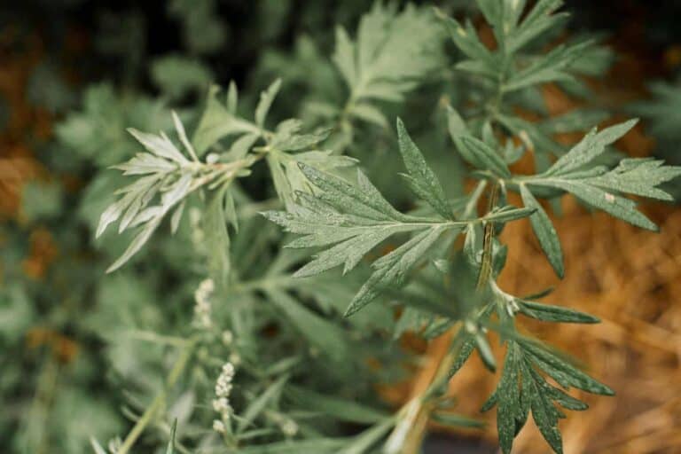 Mugwort: The Herb of Dreams - The School of Evolutionary Herbalism
