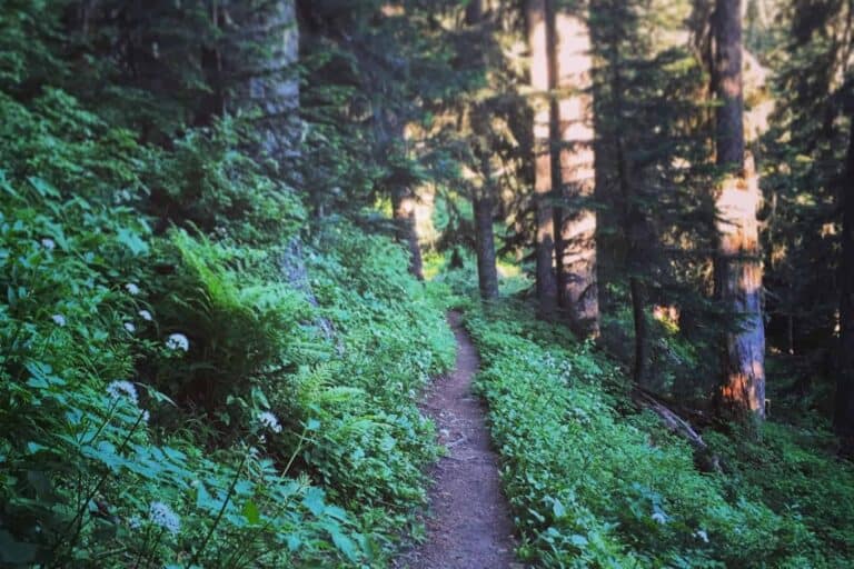 Home - The School of Evolutionary Herbalism