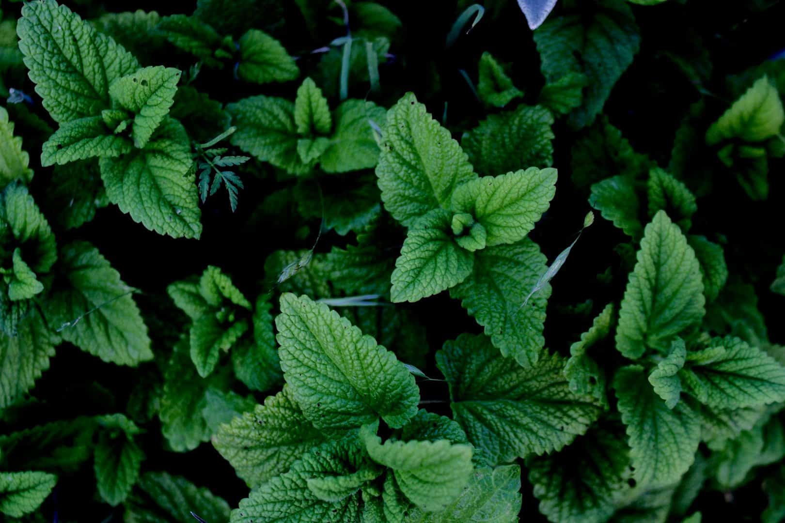 The Three Pillars of Effective Herbal Formulations - The School of ...