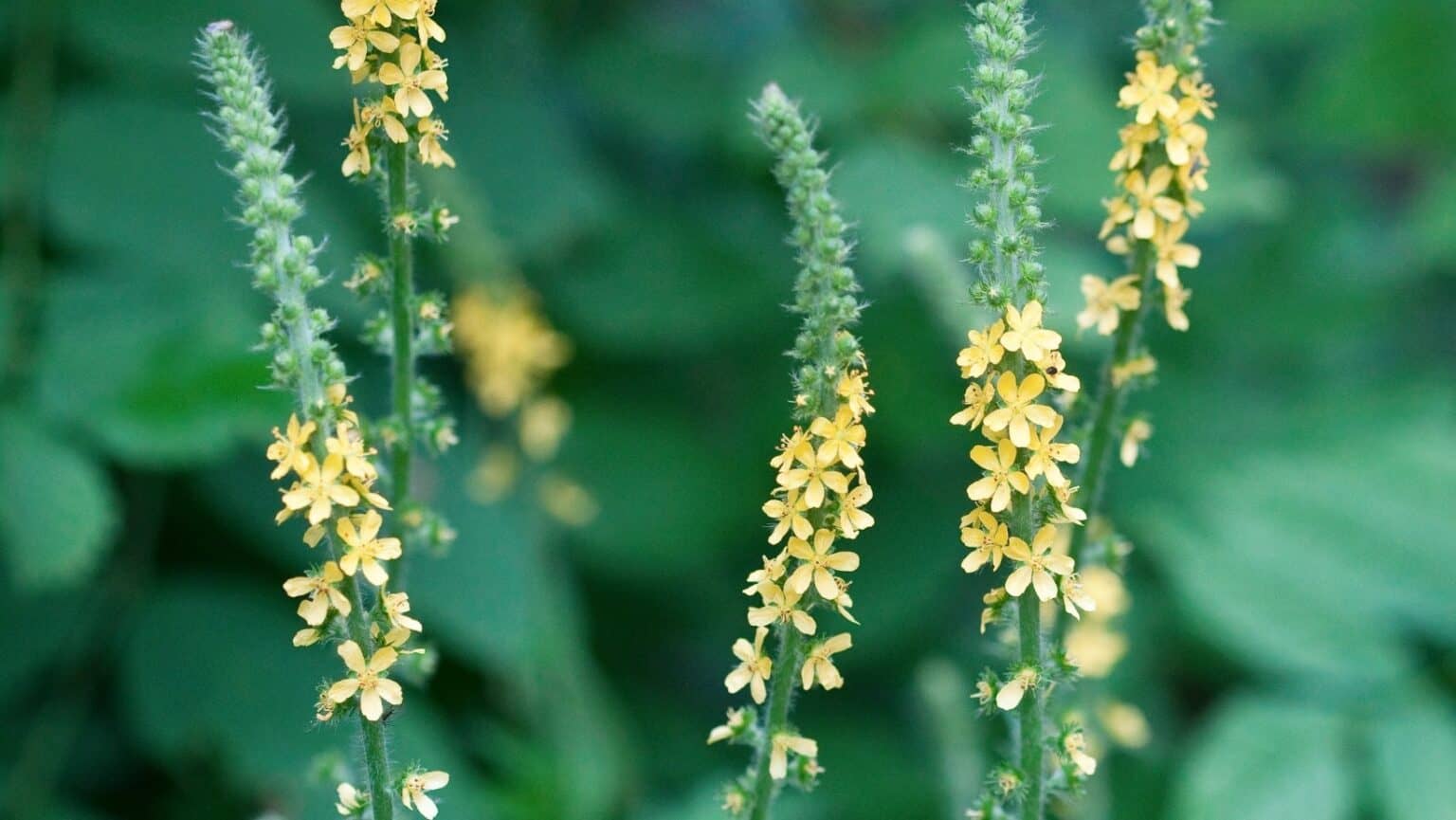 Agrimony: The Tense but Relaxed Remedy - The School of Evolutionary ...