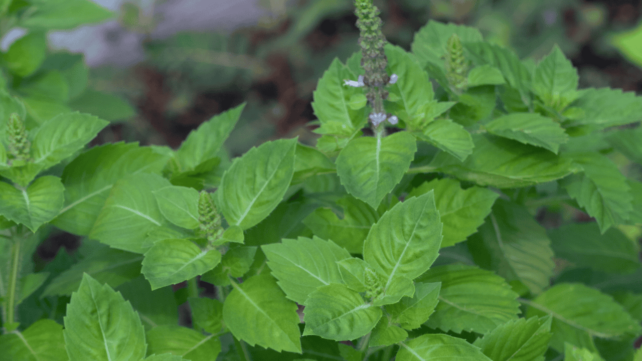 Holy Basil: The Sacred Herb of Ayurveda - The School of Evolutionary ...