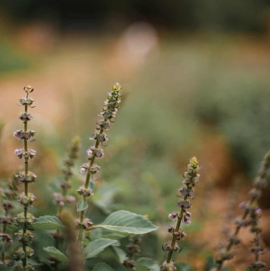 Holy Basil: The Sacred Herb of Ayurveda - The School of Evolutionary ...