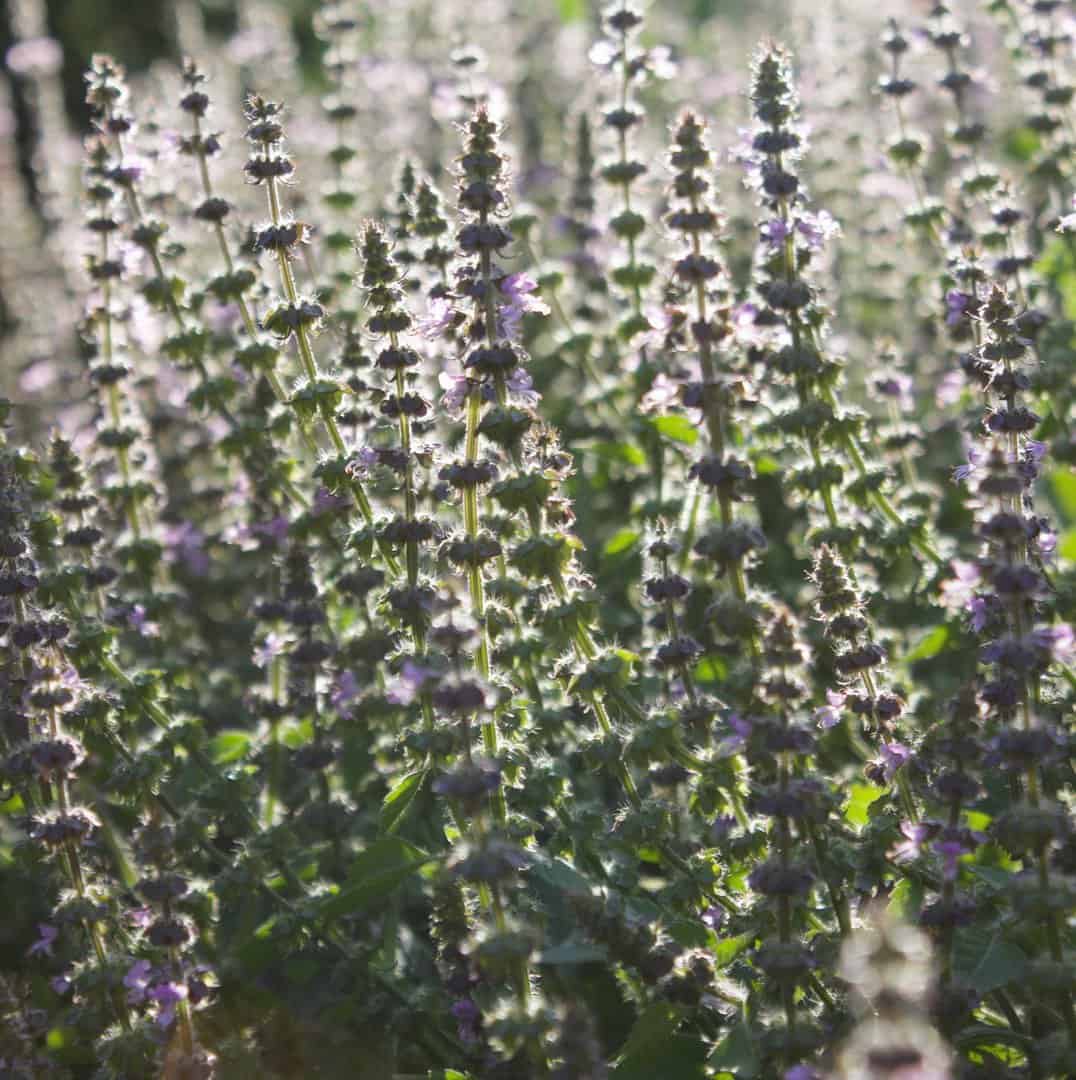 Holy Basil: The Sacred Herb of Ayurveda - The School of Evolutionary ...