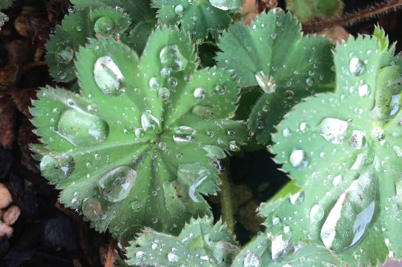 Lady's Mantle: The Little Alchemist - The School of Evolutionary Herbalism