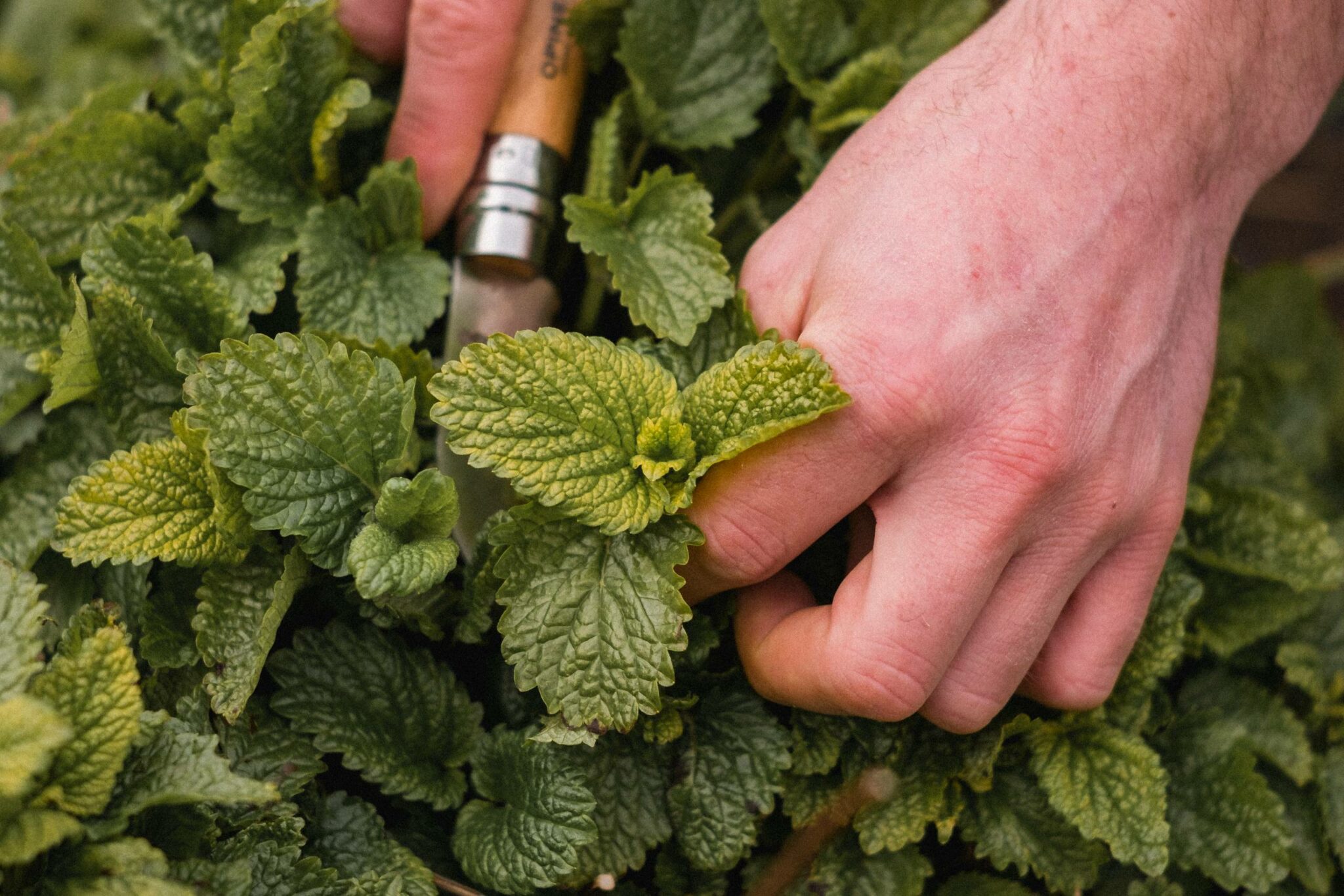 Lemon Balm: The Happiest Plant on Earth - The School of Evolutionary ...
