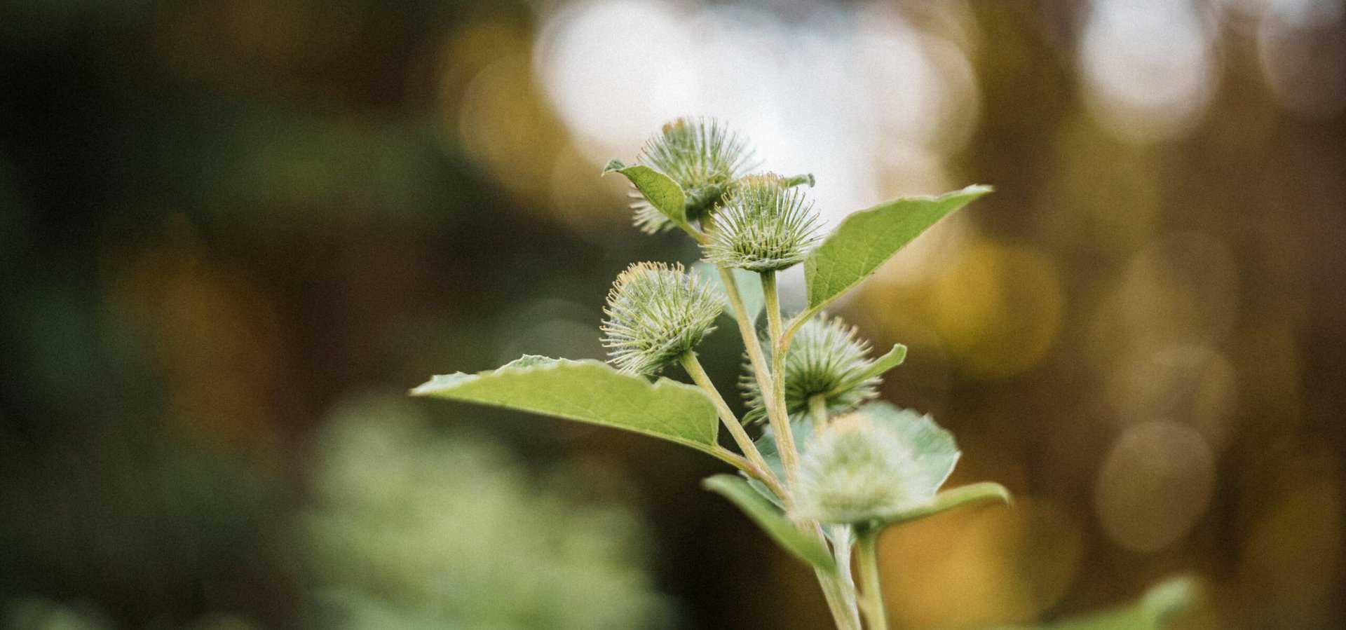 What Does “Tonic” Mean Anyway? - The School of Evolutionary Herbalism