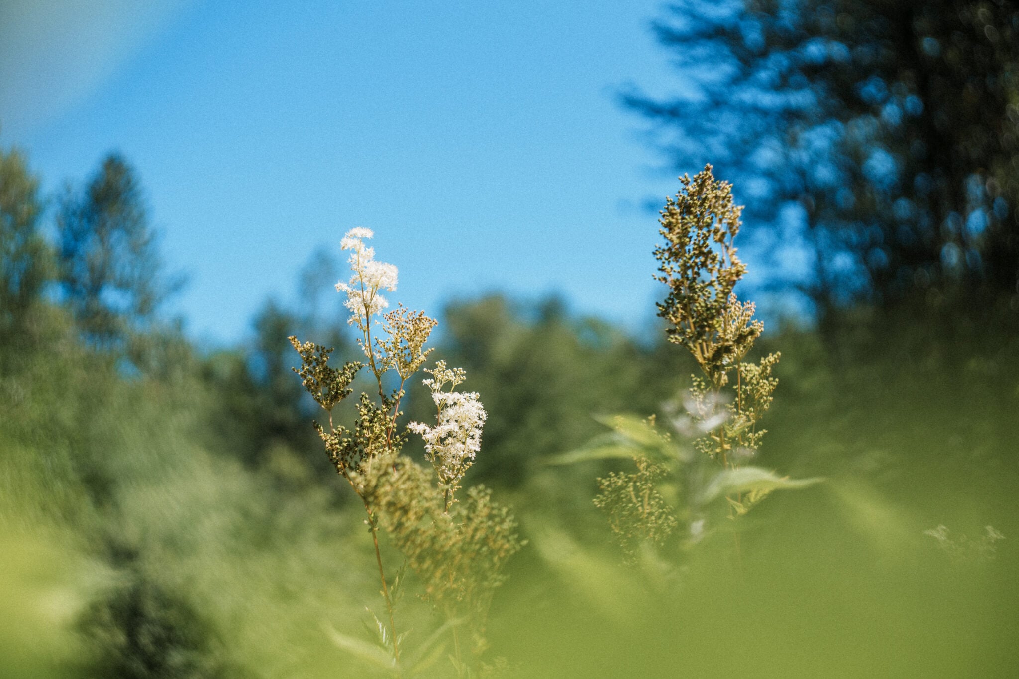 Lady's Mantle: The Little Alchemist - The School of Evolutionary Herbalism