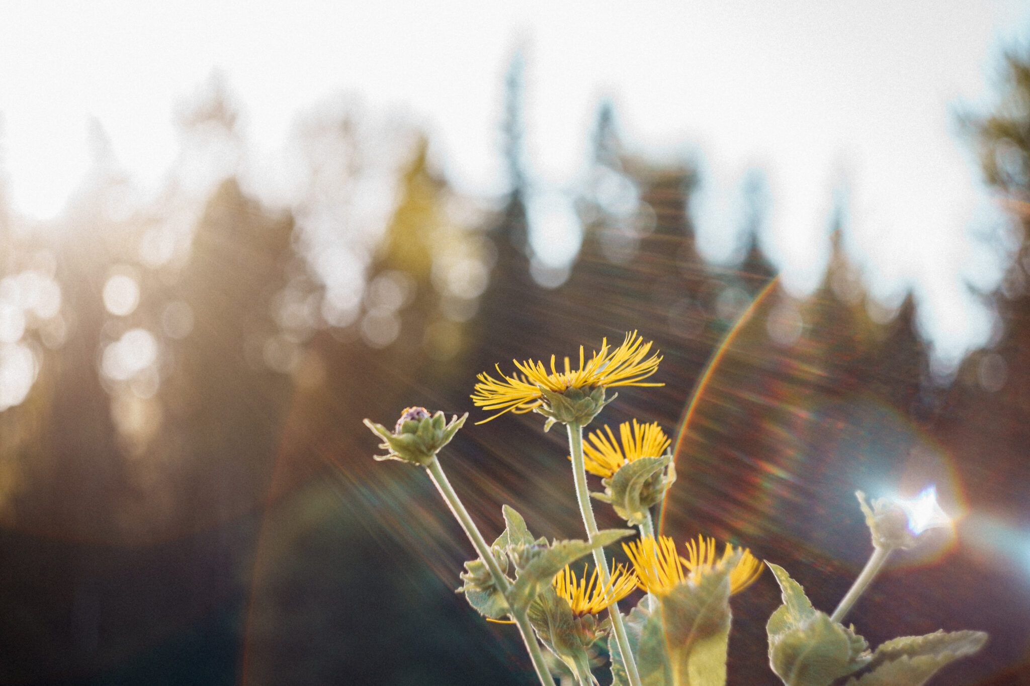 Astral Polarities & Organ Systems - The School of Evolutionary Herbalism