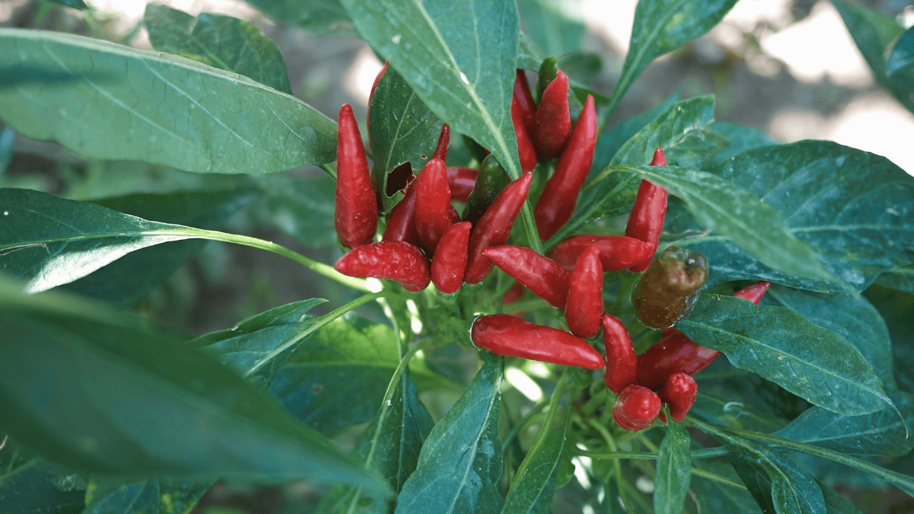 The Archetypal Stimulant and Relaxant: Cayenne and Lobelia - The School ...