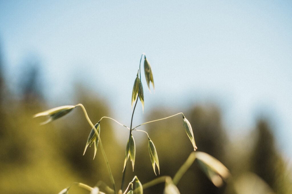 The Different Types of Herbal Tonics - The School of Evolutionary Herbalism