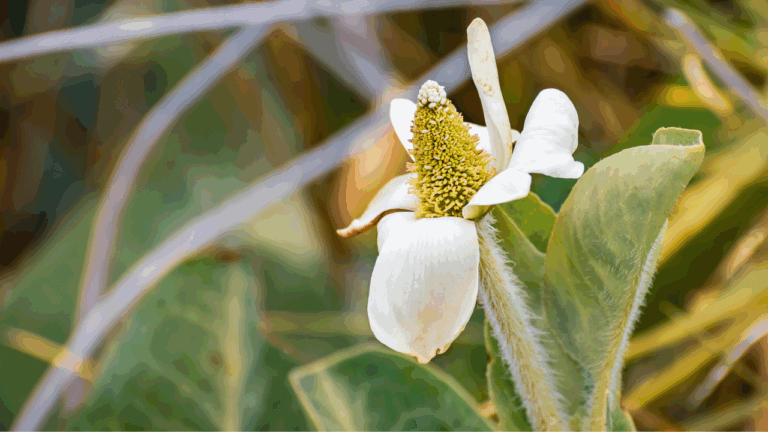 My Top 5 Herbs for Sinusitis - The School of Evolutionary Herbalism
