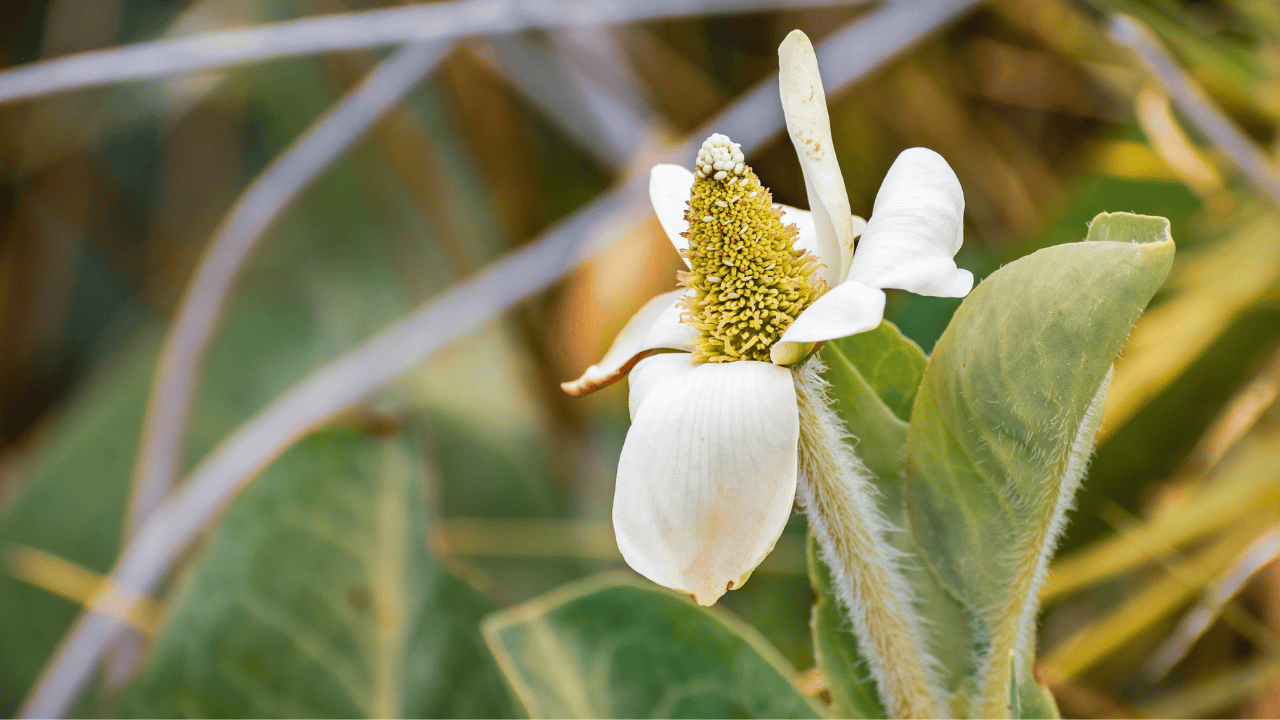 My Top 5 Herbs for Sinusitis - The School of Evolutionary Herbalism