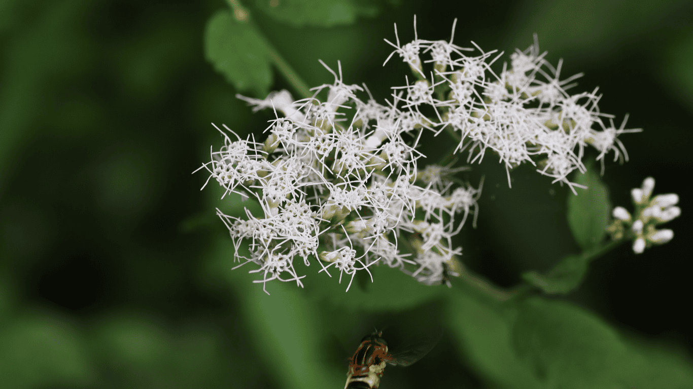 5 Top Herbs for Treating Fever (A Vitalist Guide) - The School of ...